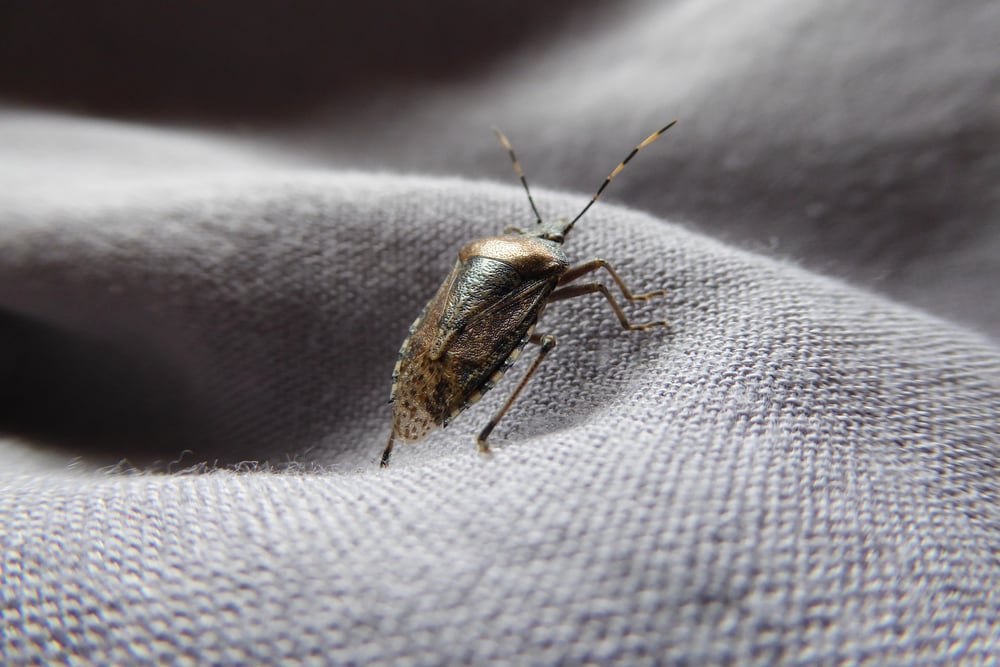 How to get rid of stink bugs!